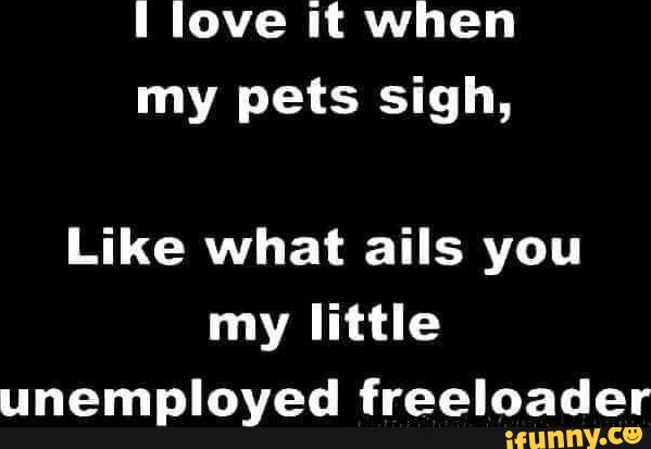 Love it when my pets sigh, Like what ails you my little unemployed ...