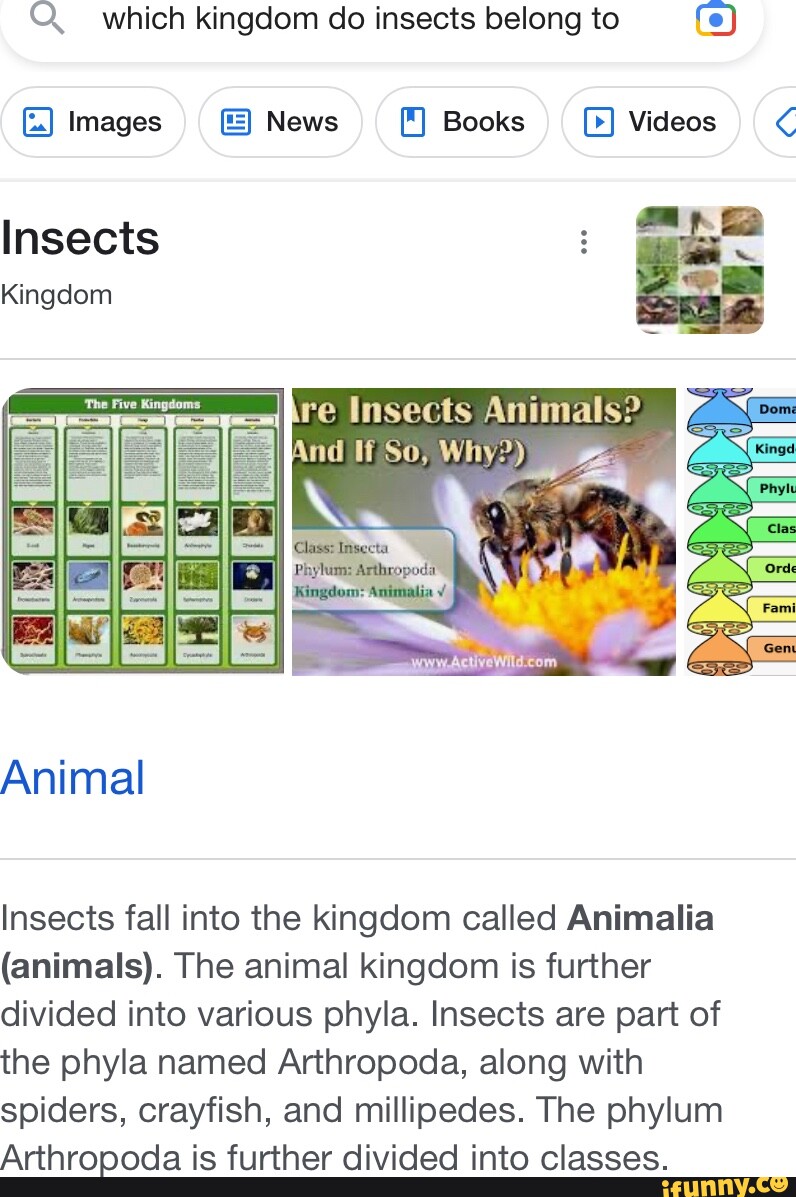 Which kingdom do insects belong to (e) Images News Books Videos Insects ...