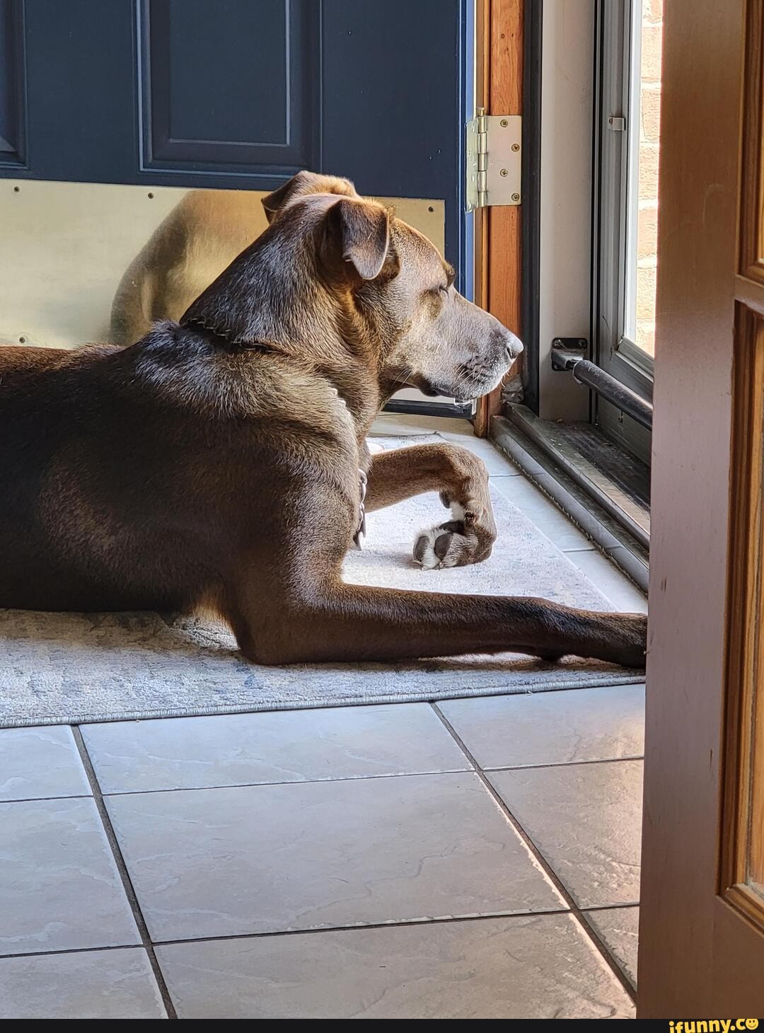 Heckin_good_boy memes. Best Collection of funny Heckin_good_boy ...