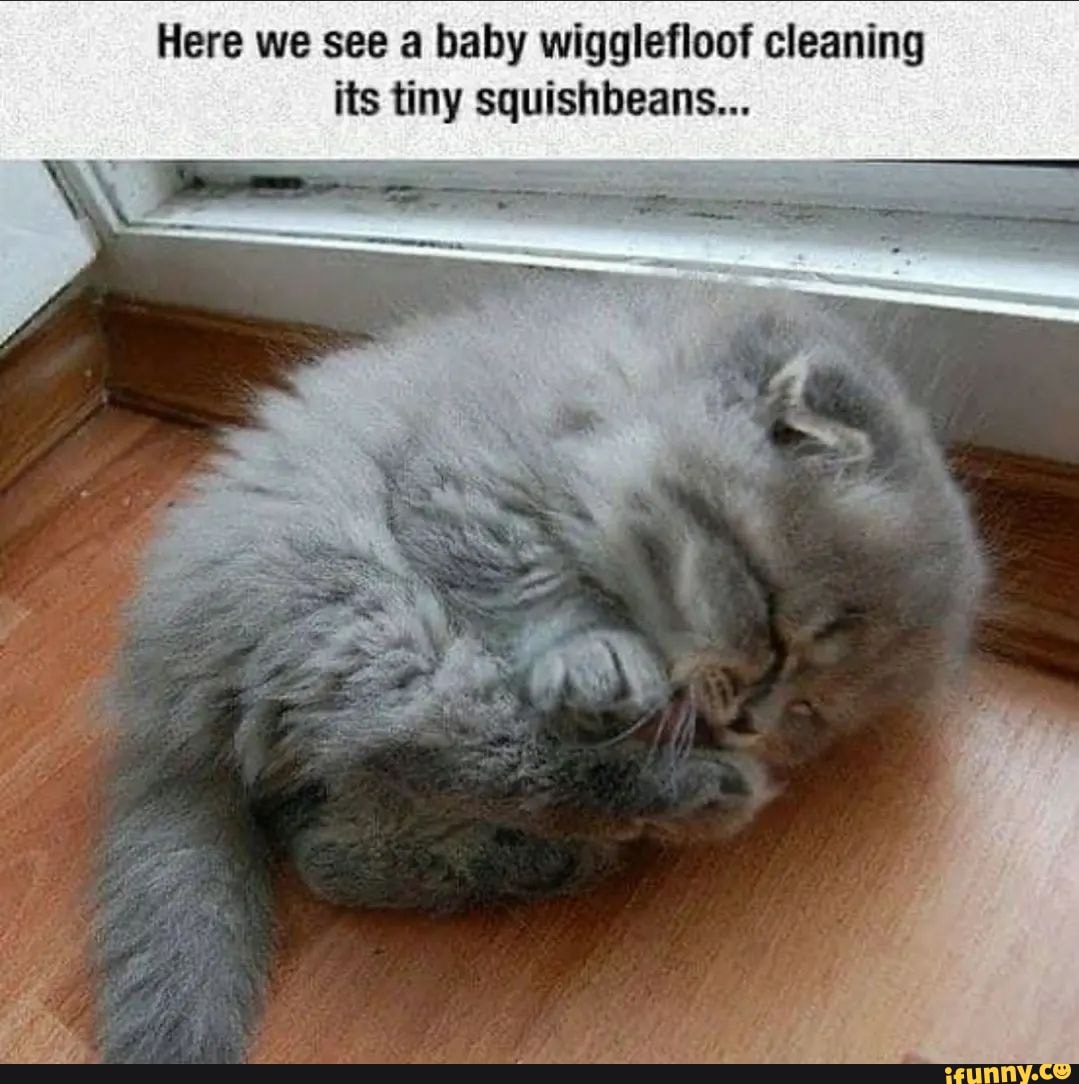 Wigglefloof memes. Best Collection of funny Wigglefloof pictures on iFunny