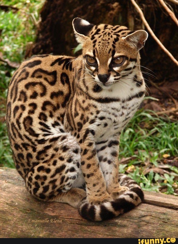 Margay memes. Best Collection of funny Margay pictures on iFunny