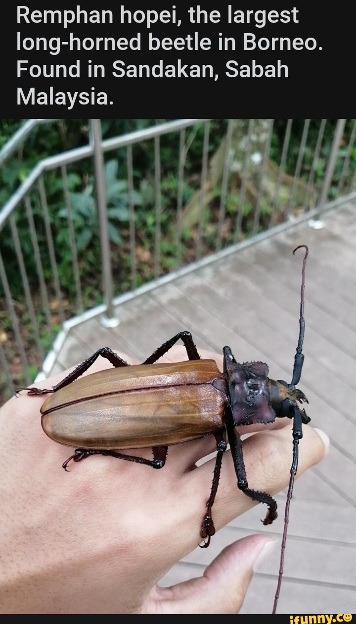 Sabah memes. Best Collection of funny Sabah pictures on iFunny