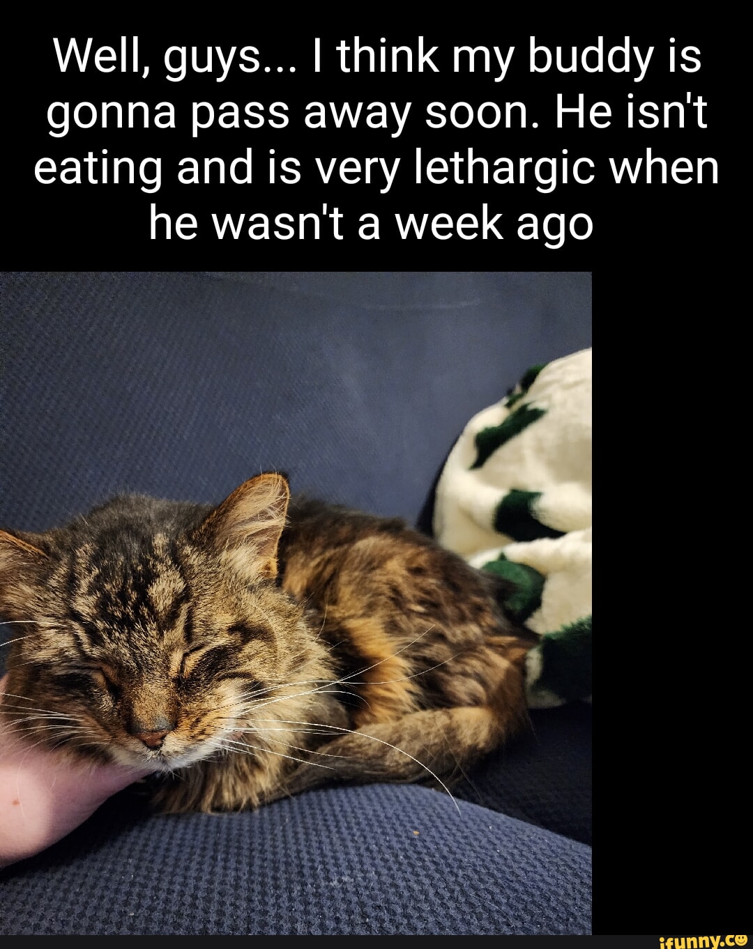 Video memes 5Vo5ecX8B by NFLAF: 1 comment - iFunny