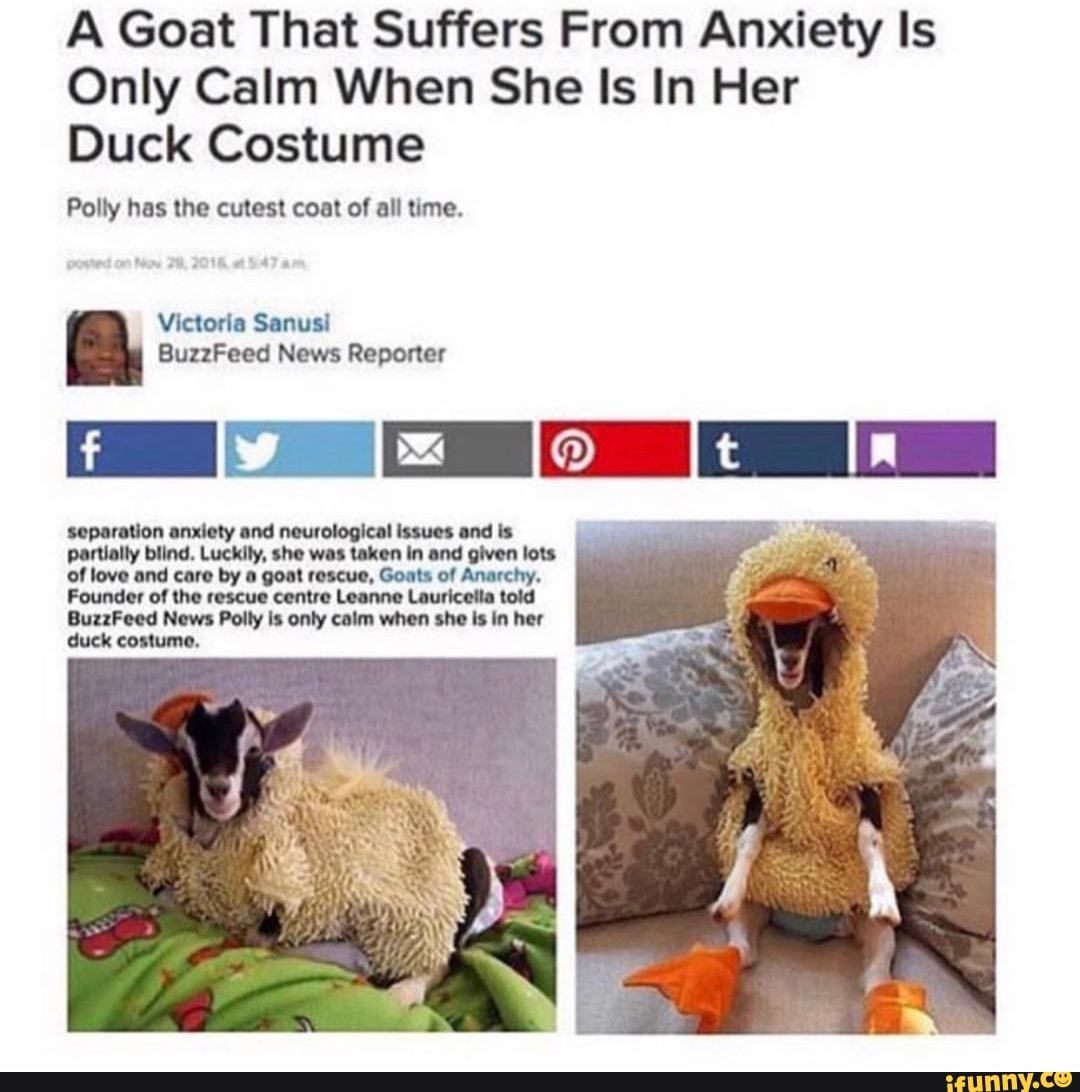 A Goat That Suffers From Anxiety Is Only Calm When She Is In Her Duck ...