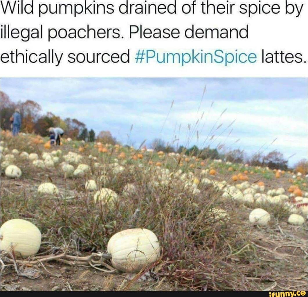Pumpkinspice memes. Best Collection of funny Pumpkinspice pictures on ...