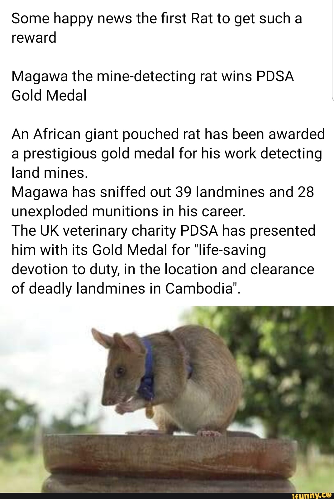 Pdsa memes. Best Collection of funny Pdsa pictures on iFunny