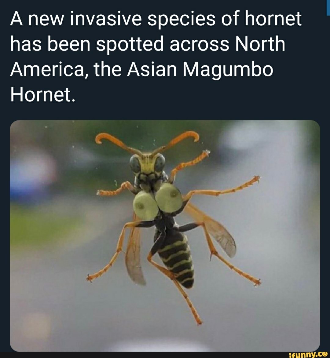 A new invasive species of hornet has been spotted across North America ...