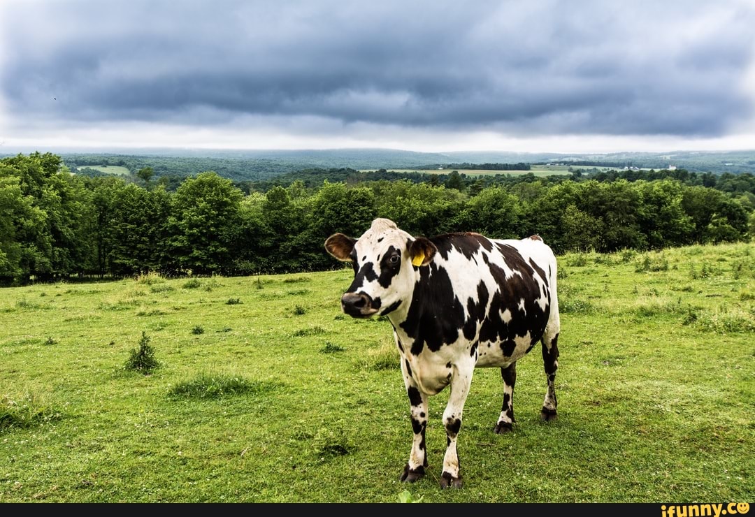 Fat_cow memes. Best Collection of funny Fat_cow pictures on iFunny