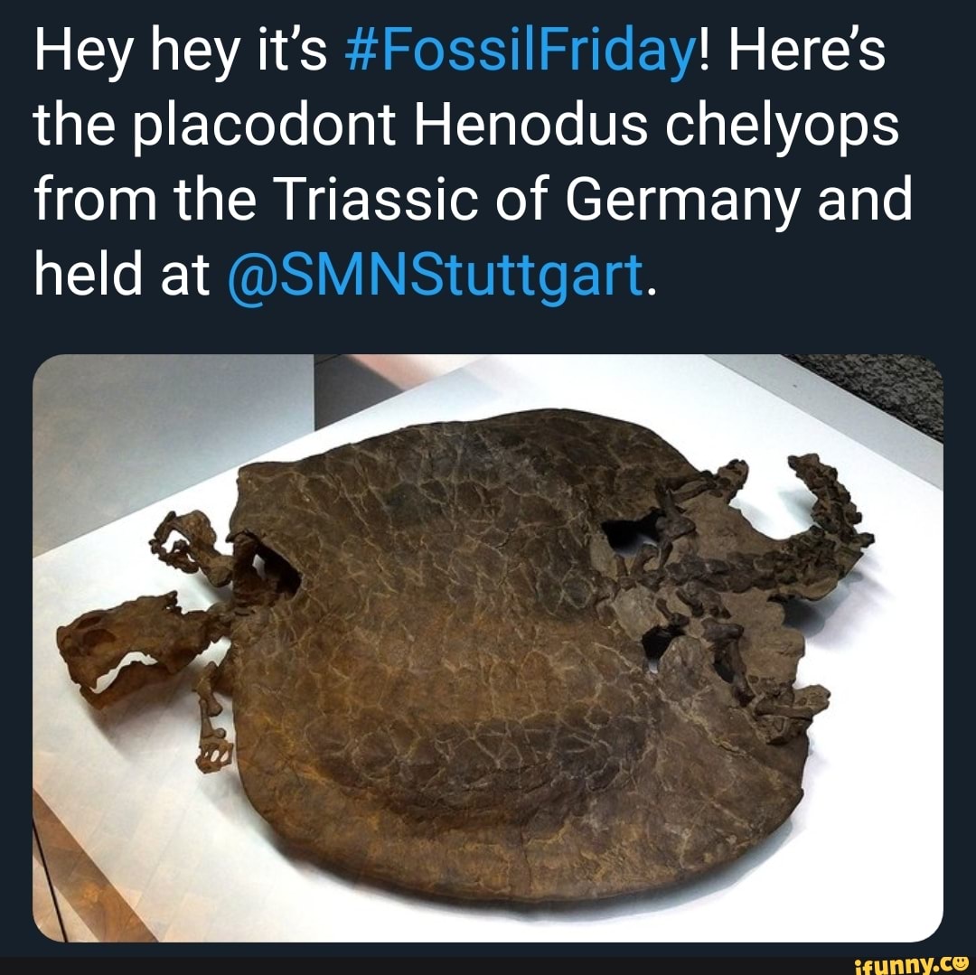 Hey hey it's ' : ! Here's the placodont Henodus chelyops from the ...