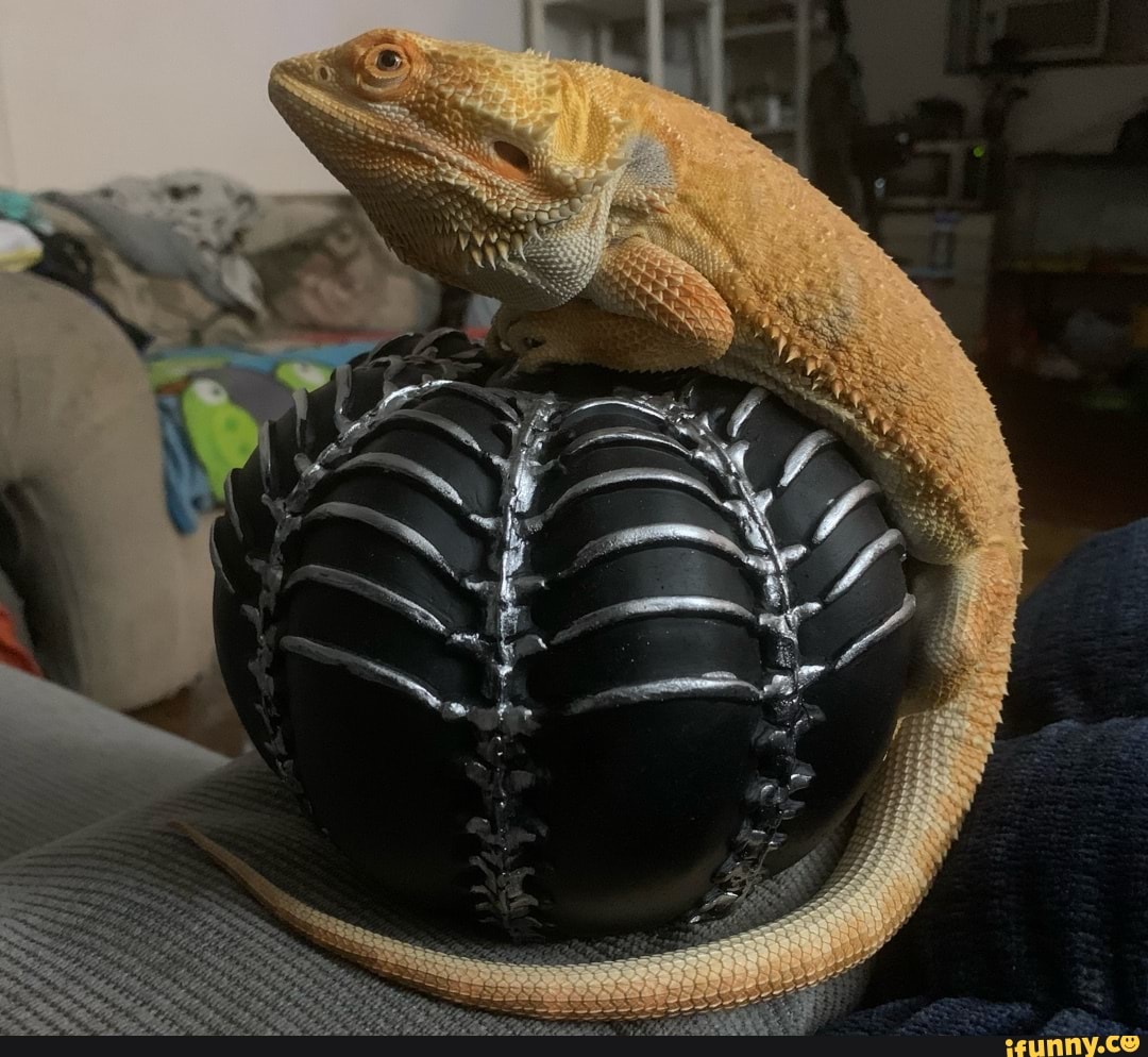 Gabiru memes. Best Collection of funny Gabiru pictures on iFunny