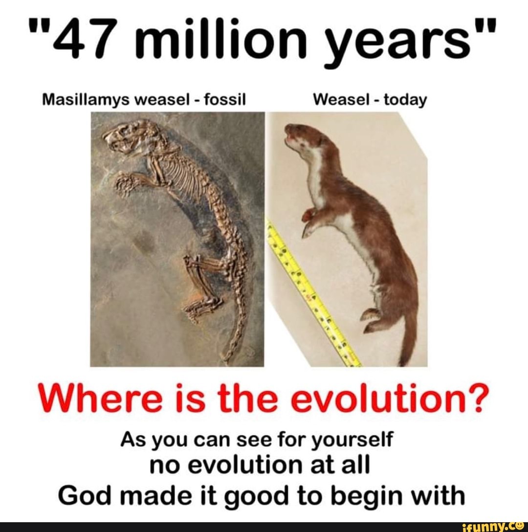 "47 million years" Masillamys weasel - fossil Weasel - today Where is ...
