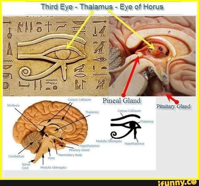 Third Eye - Thalamus - Eye of Horus Pineal Gland Corpus Callosum Pit ...