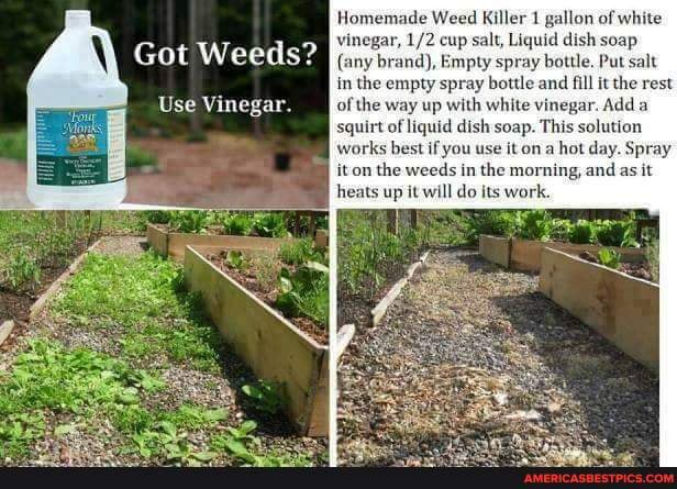 Got Weeds Use Vinegar Homemade Weed Killer 1 Gallon Of White Vinegar