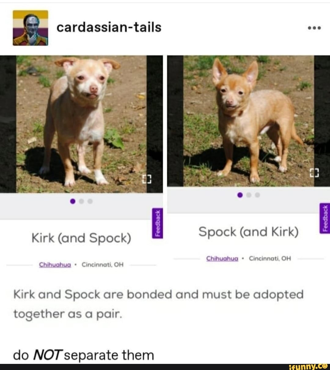 Chibyahua memes. Best Collection of funny Chibyahua pictures on iFunny