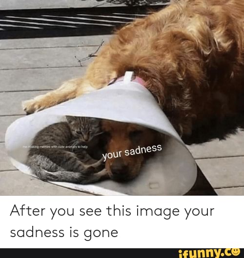 Me making memes with cute animals to help your sadness C After you see ...