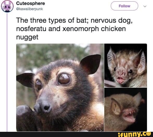 Cuteosphere (Follow @kawaiiberpunk The three types of bat; nervous dog ...