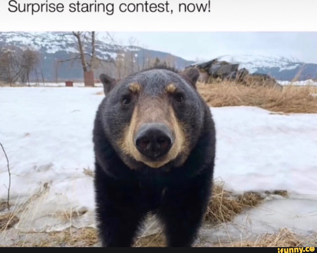 Surprise staring contest, now! - iFunny