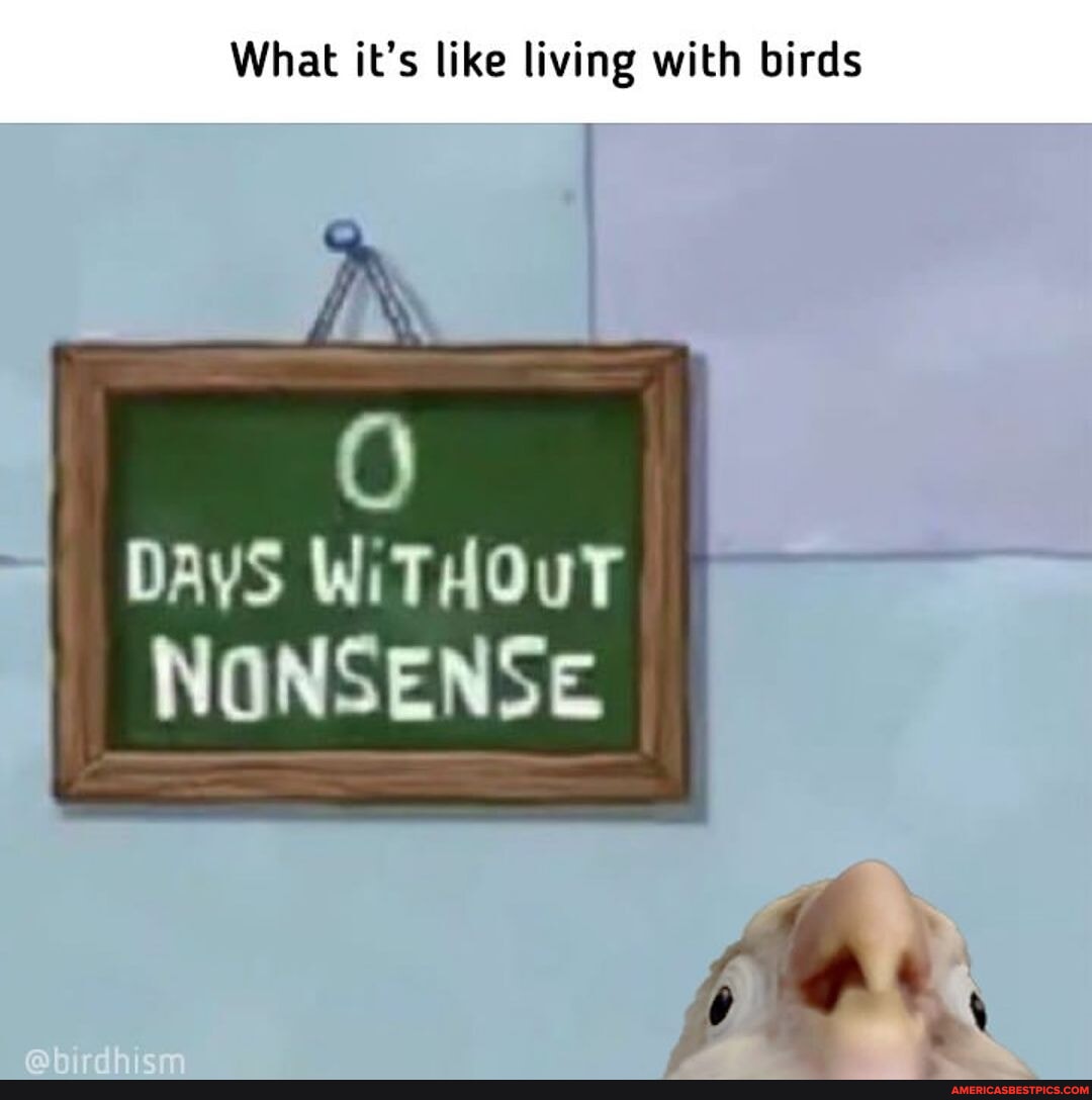 Accurate? |🦜 Follow for Daily Bird Memes! 🦜| - #bird #birds #birb # ...
