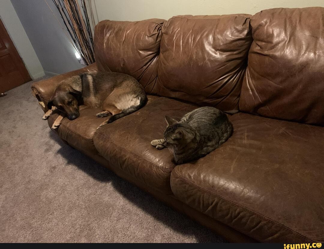 Belgian_malinois memes. Best Collection of funny Belgian_malinois ...