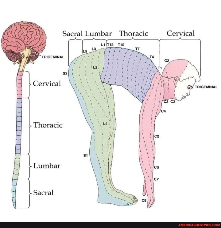 Thats how you learn Dermatomes 😁🤣 - Sacral Lumbar Thoracic Cervical ...