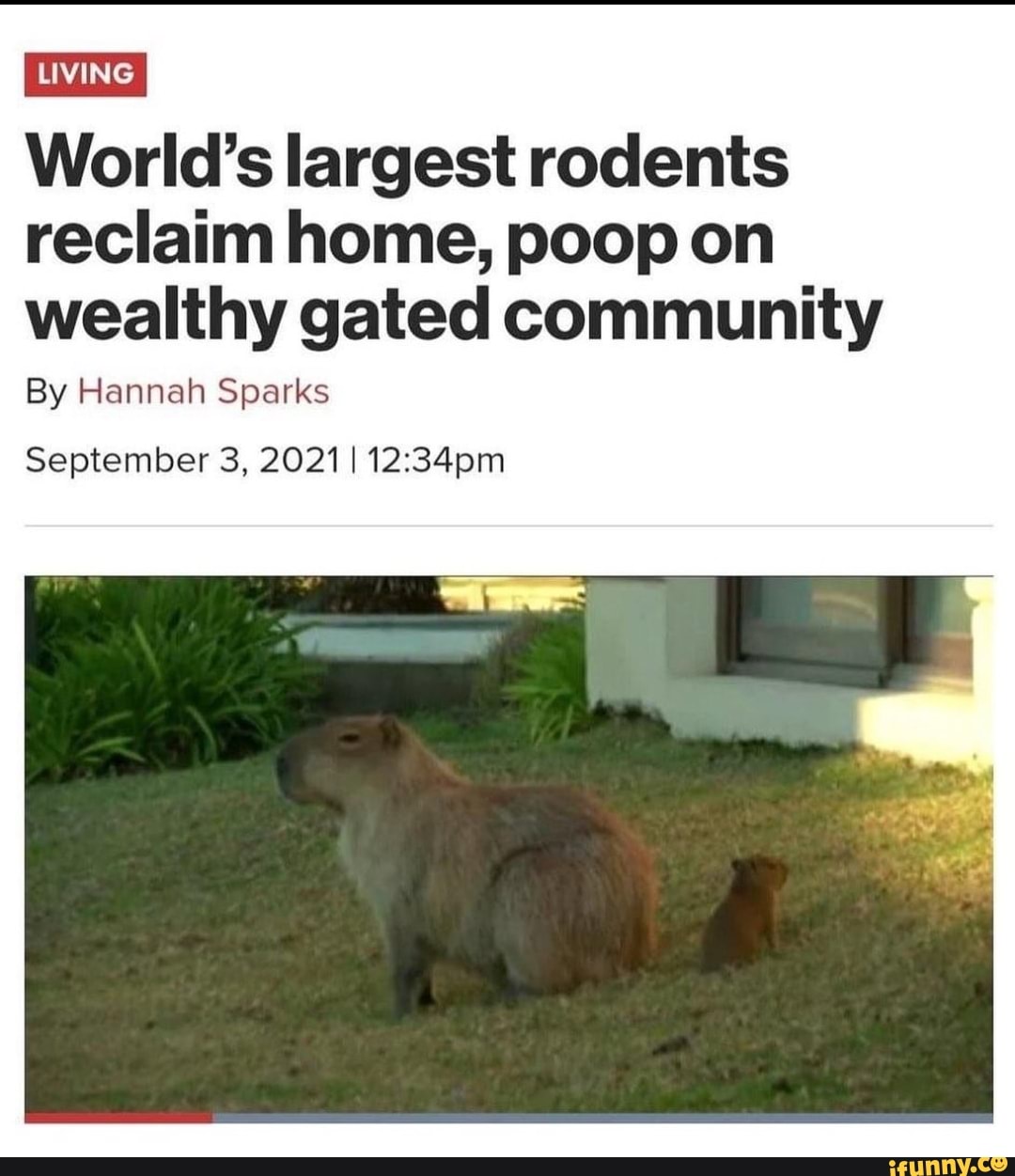World's largest rodents reclaim home, poop on wealthy gated community ...