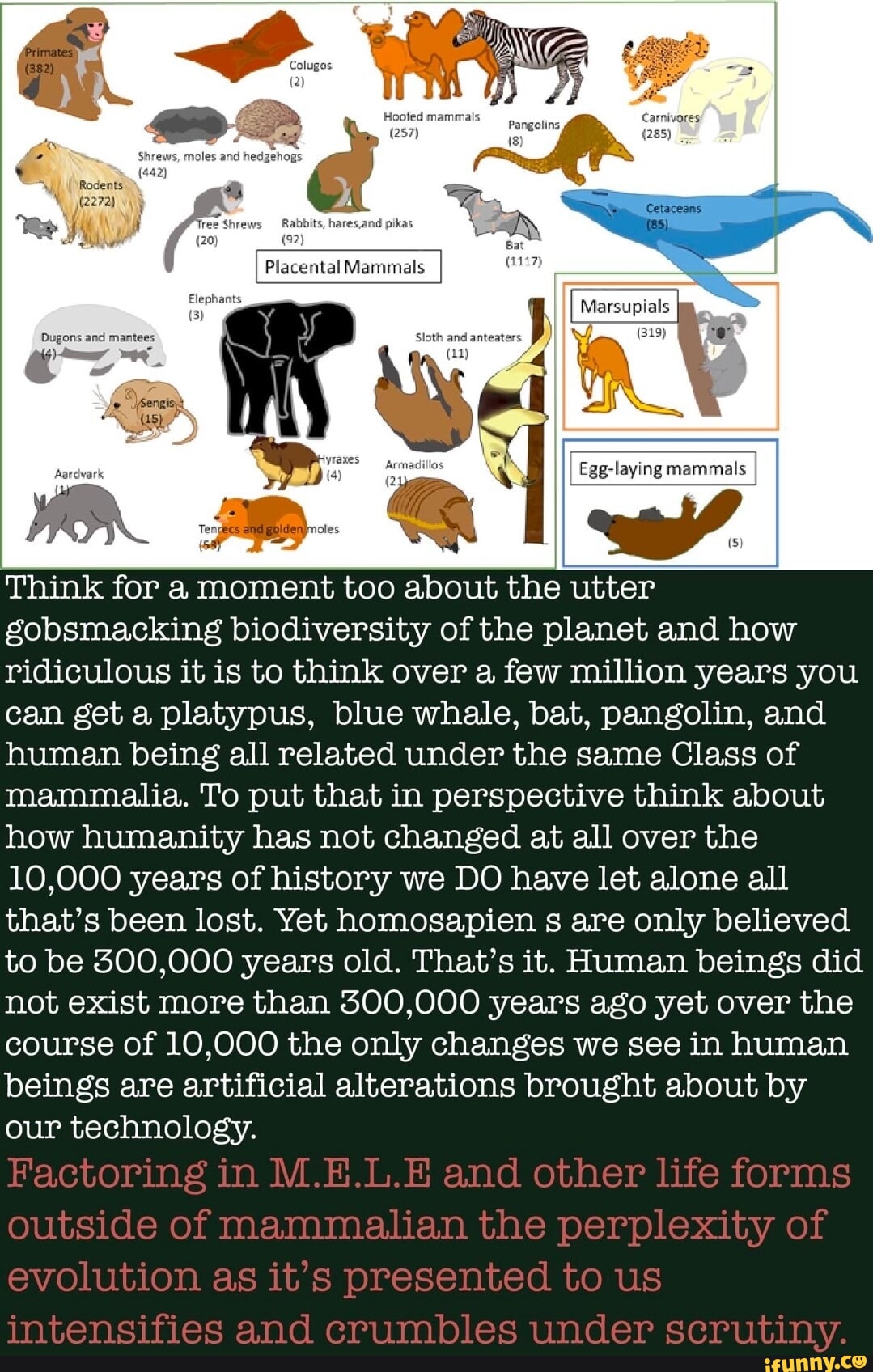 Pangolin memes. Best Collection of funny Pangolin pictures on iFunny