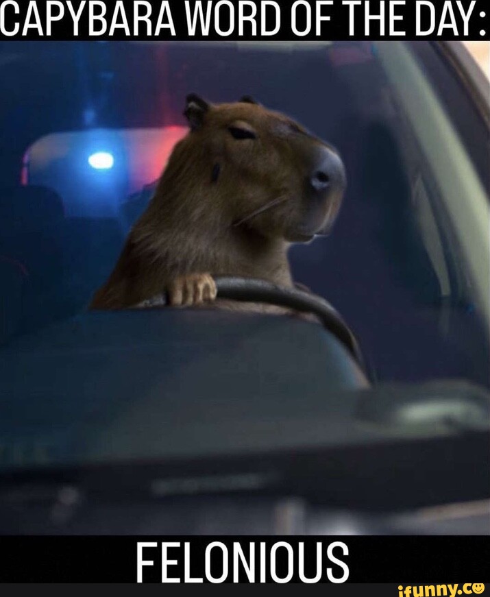 CAPYBARA WORD OF THE DAY: FELONIOUS. - iFunny