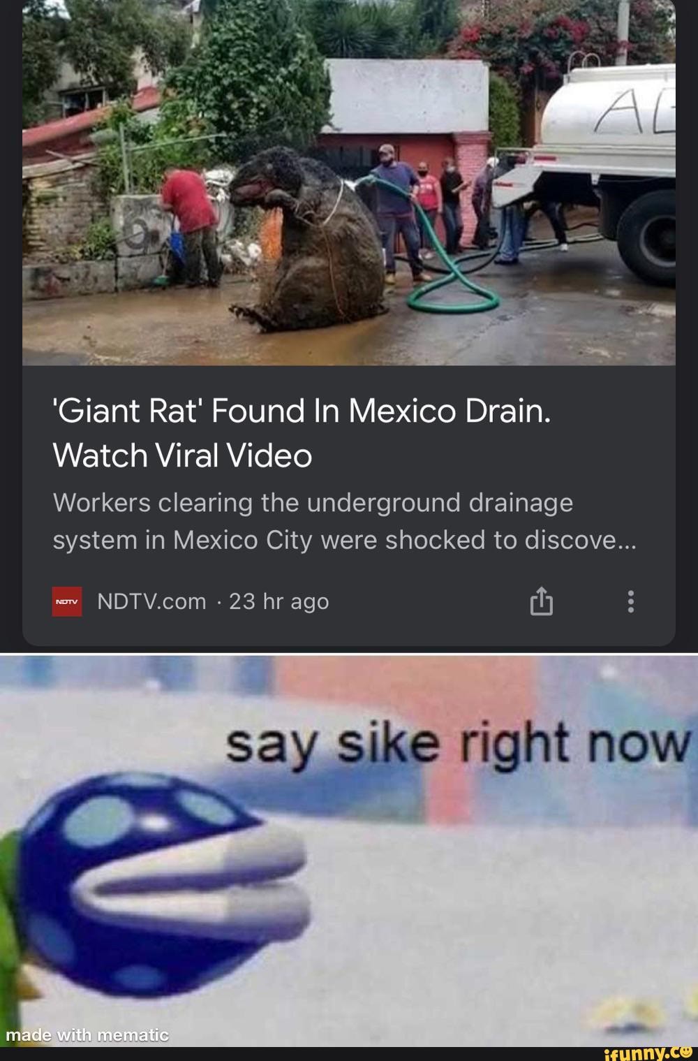 'Giant Rat' Found In Mexico Drain. Watch Viral Video Workers clearing ...