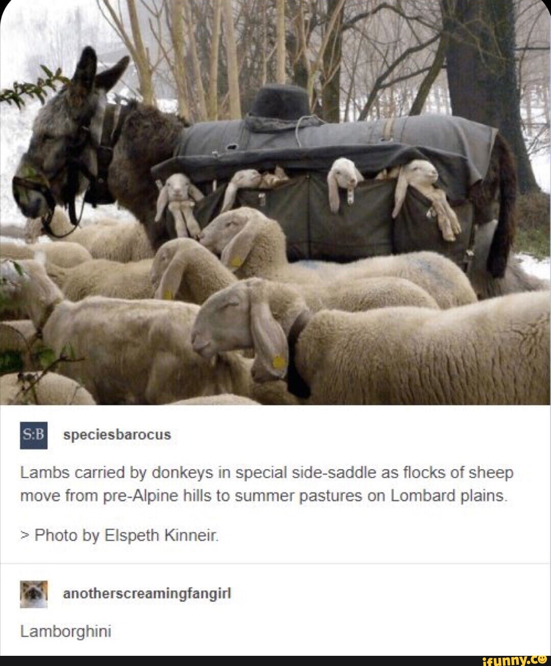 Flocks memes. Best Collection of funny Flocks pictures on iFunny