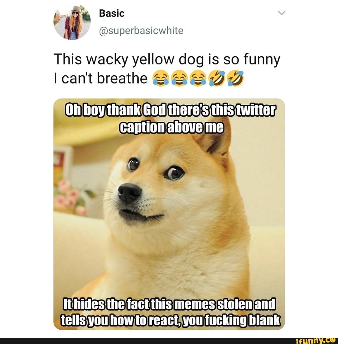@superbasicwhite This wacky yellow dog is so funny I can't breathe ...