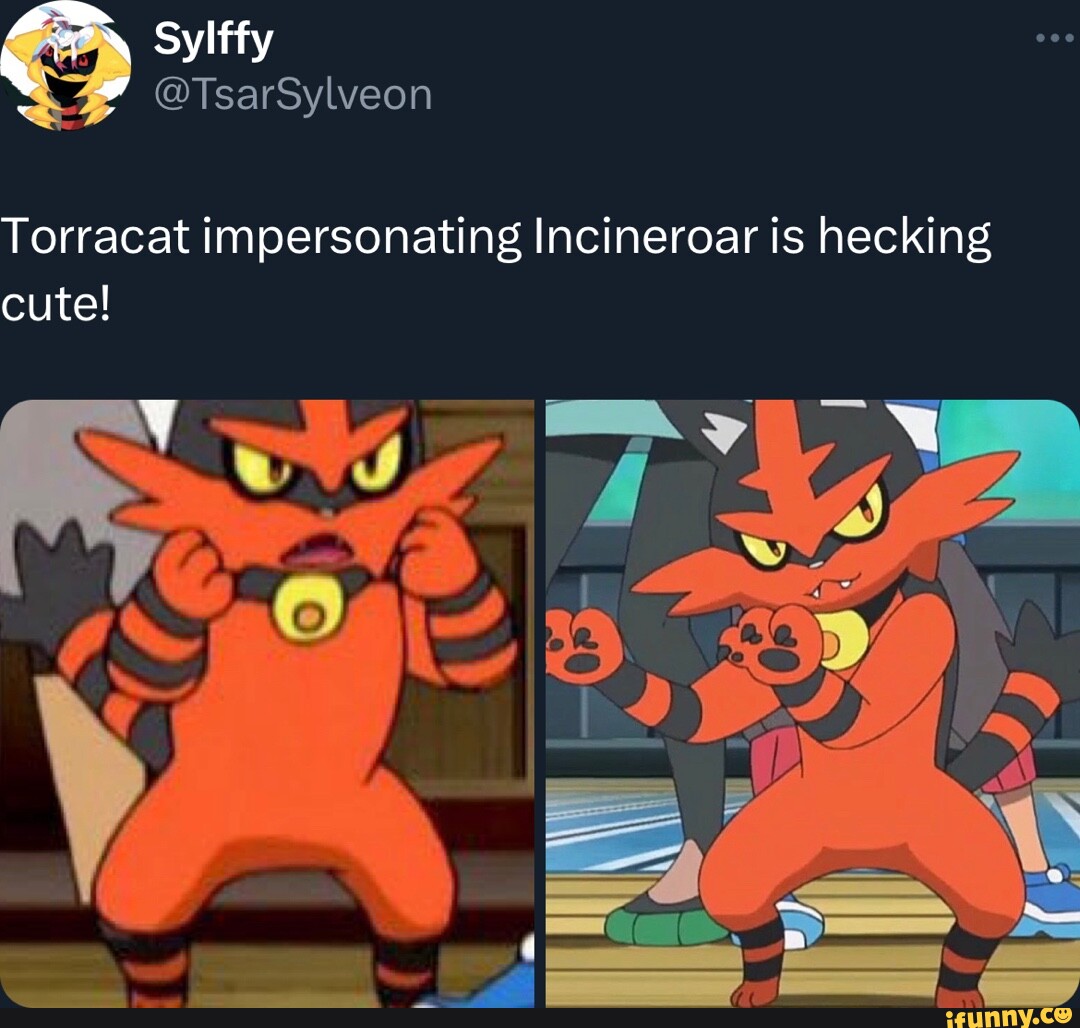 Torracat memes. Best Collection of funny Torracat pictures on iFunny