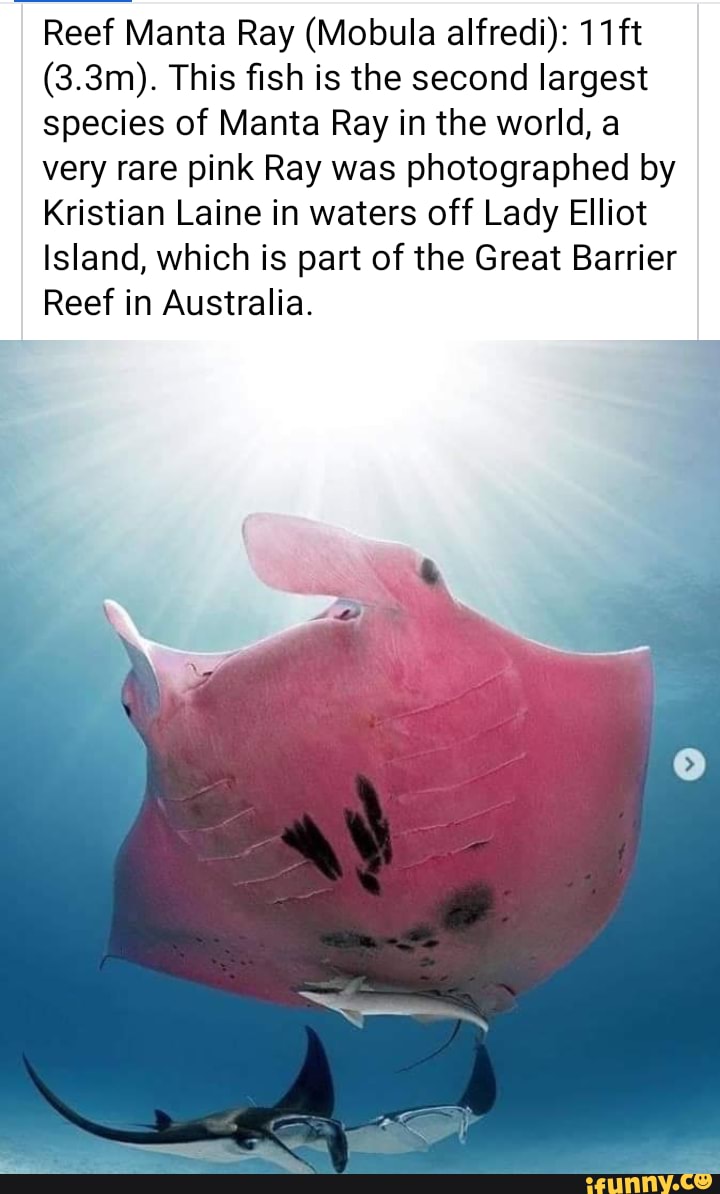 Pink Manta Ray - Reef Manta Ray (Mobula alfredi): ft (3.3m). This fish ...