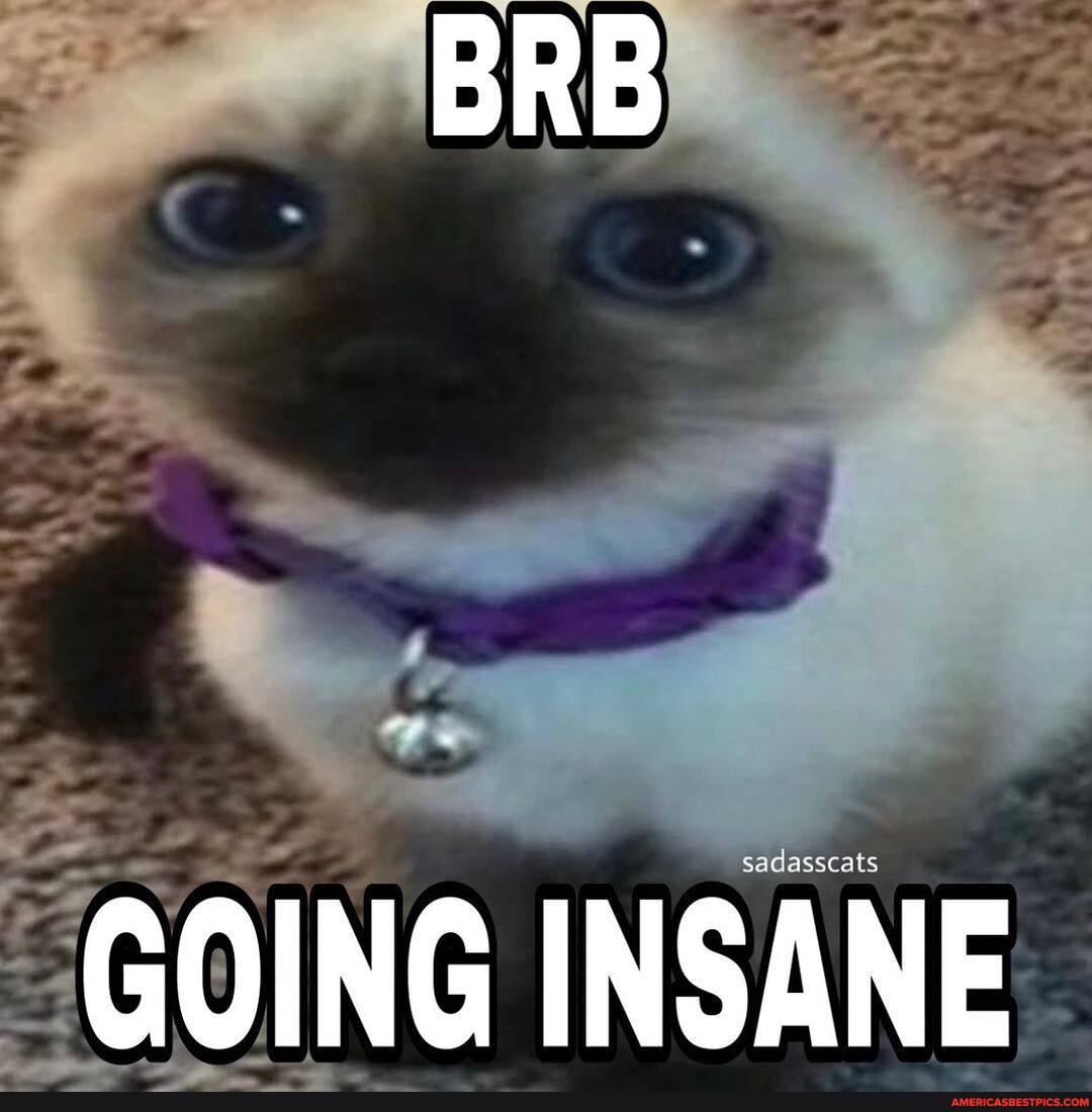 Erryday - - - #meme #memes #cat #cats #catmeme #catmemes #sadcat # ...