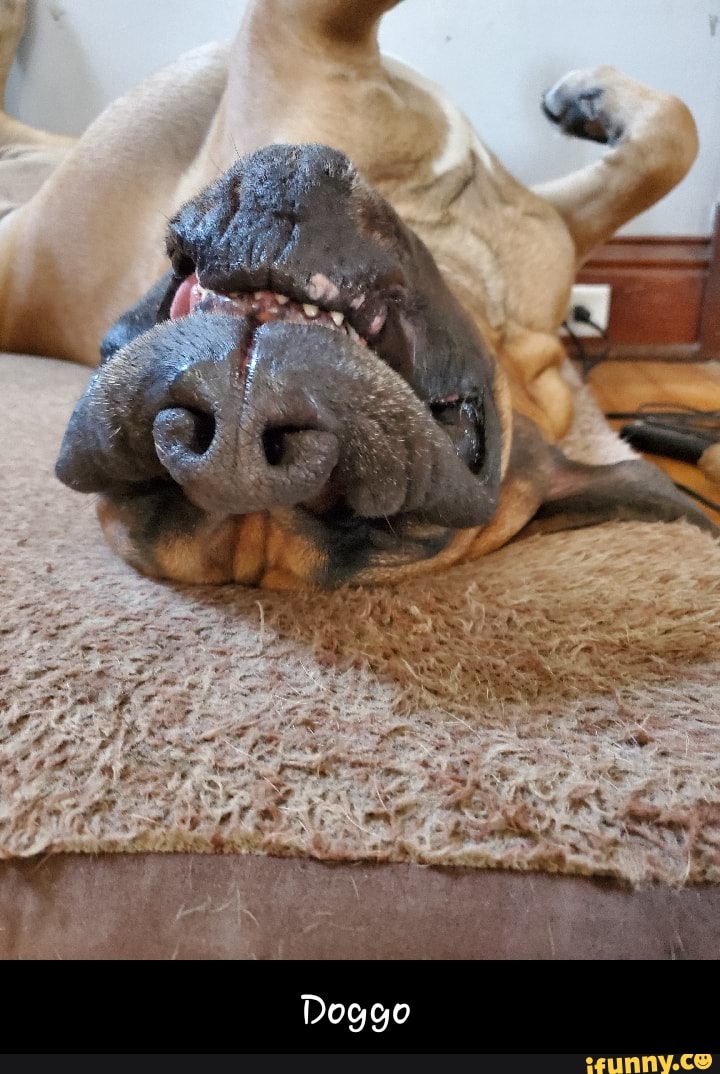 Great_dane memes. Best Collection of funny Great_dane pictures on iFunny