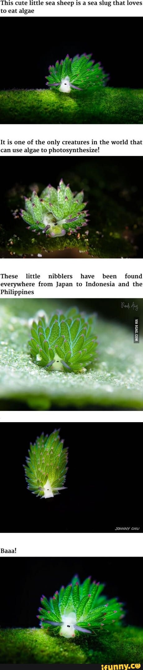 Nibblers memes. Best Collection of funny Nibblers pictures on iFunny