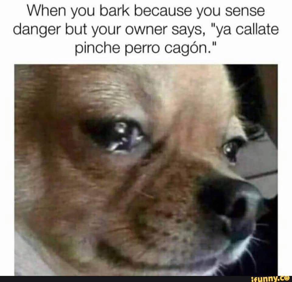 When you bark because you sense danger but your owner says, "ya callate ...