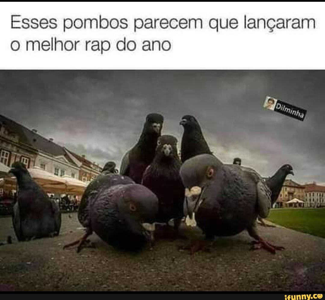 Esses pombos parecem que lançaram melhor rap do ano - iFunny Brazil