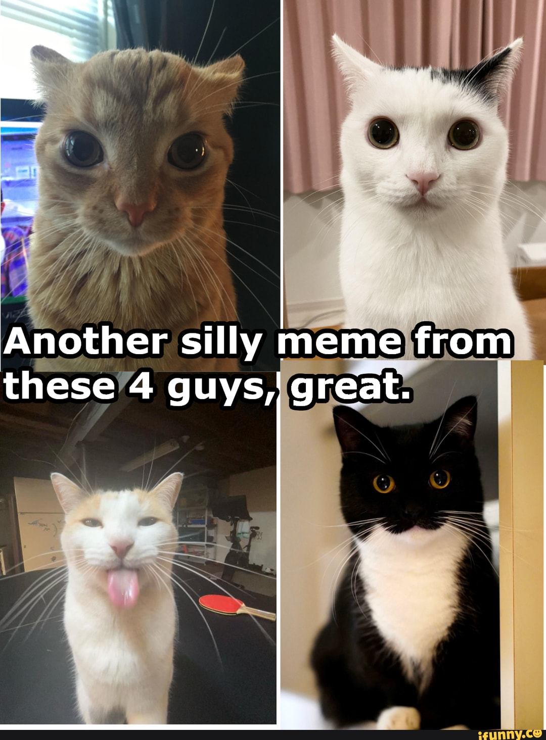 I LOVE these kitties - Another silly meme from these 4 guys;,' great ...