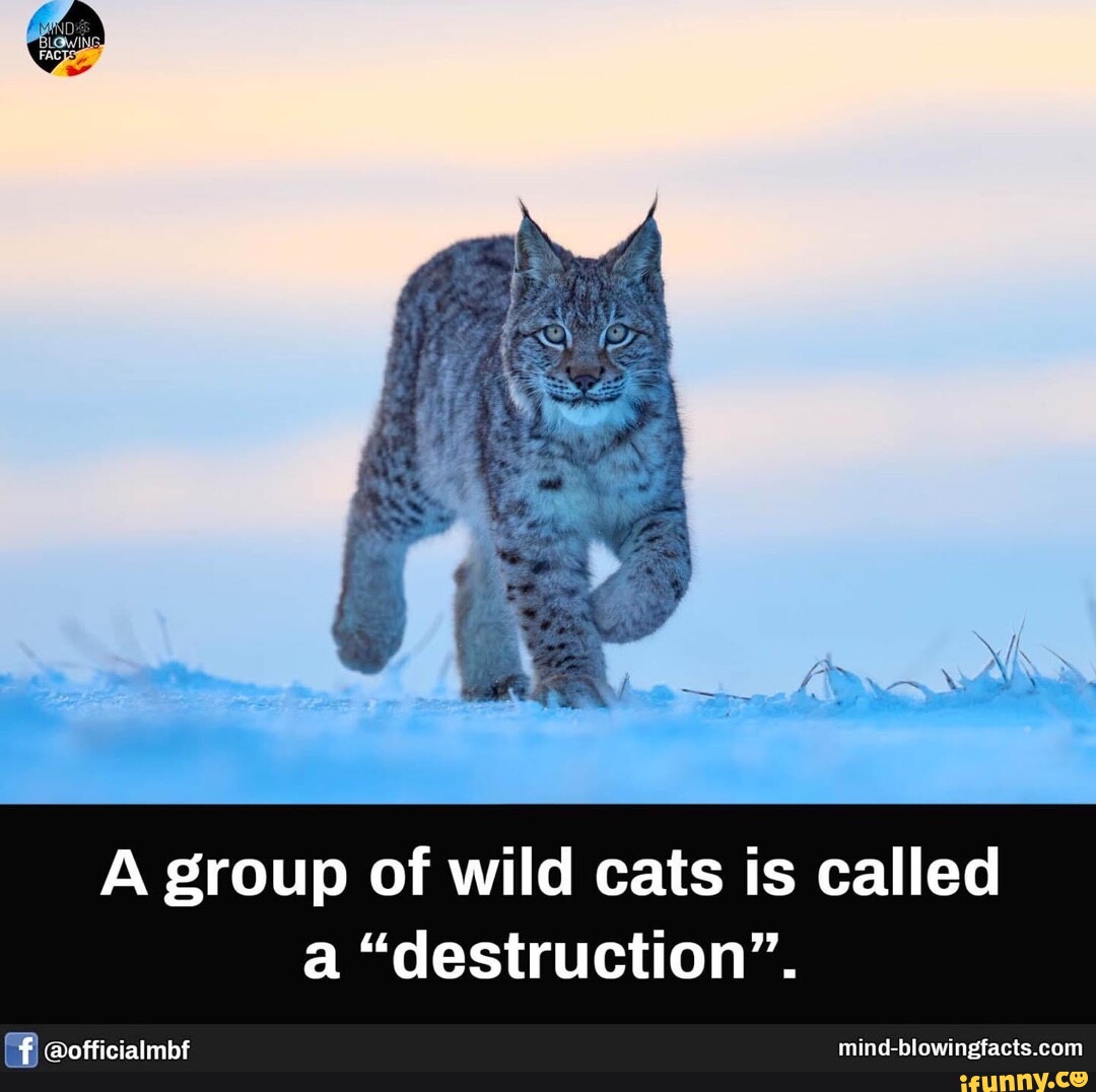A group of wild cats is called a "destruction". f @officialmbf mind ...
