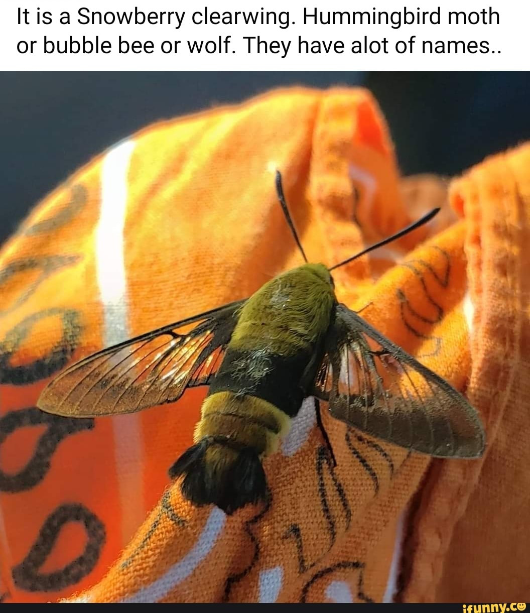 Hummingbird memes. Best Collection of funny Hummingbird pictures on iFunny