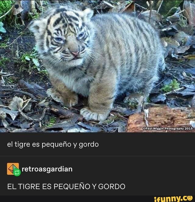 Tigre memes. Best Collection of funny Tigre pictures on iFunny