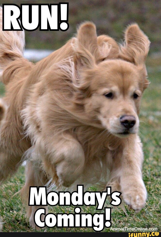RUN: Monday' Coming! - iFunny