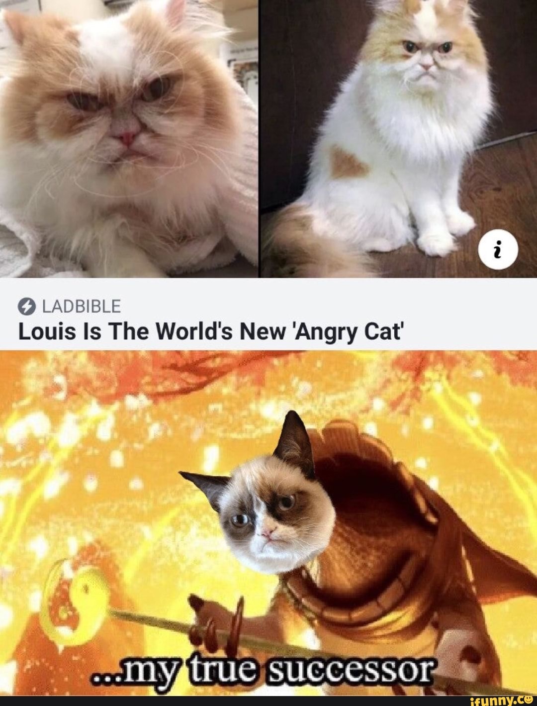 O LADBIBLE Louis Is The World's New 'Angry Cat' - iFunny