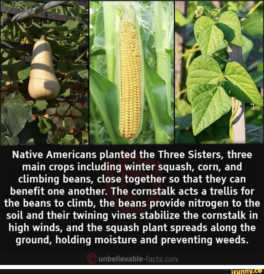 5 As Native Americans planted the Three Sisters, three main crops ...