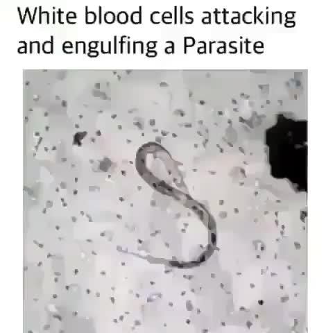 White blood cells attacking and engulfing a Parasite - )