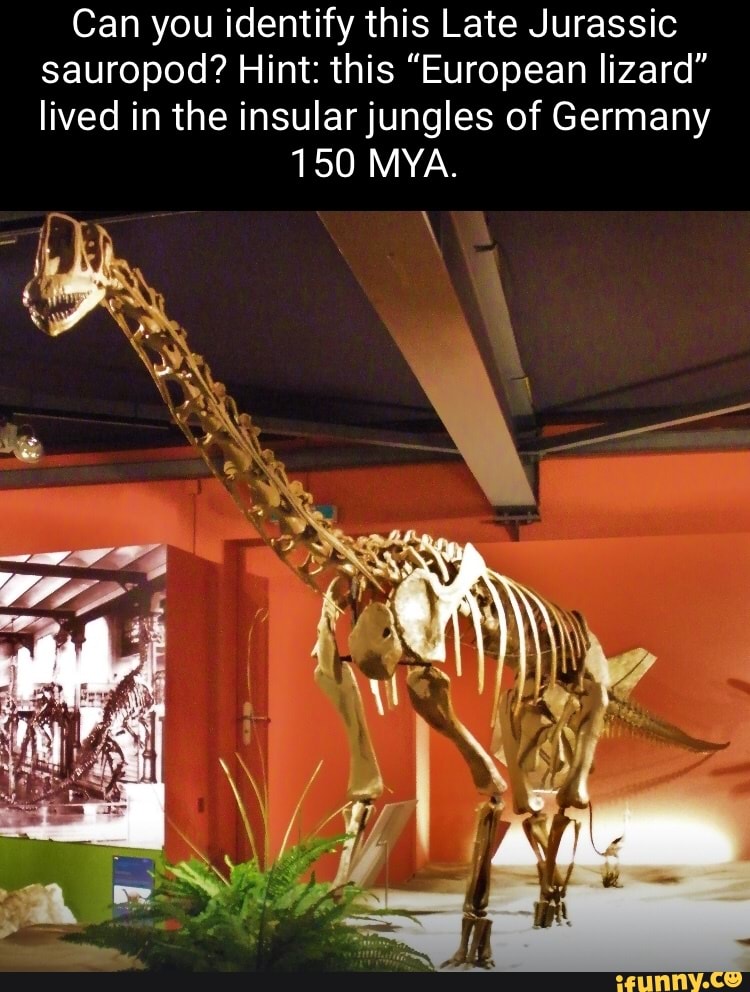Can you identify this Late Jurassic sauropod? Hint: this "European ...