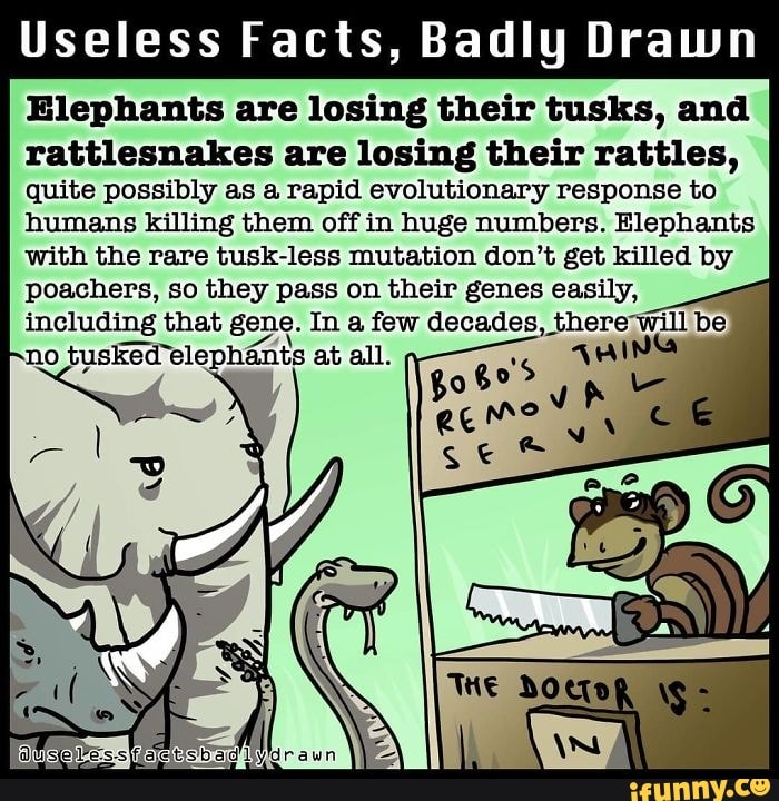 Useless Facts, Badly Drawn Elephants are losing their tusks, and ...