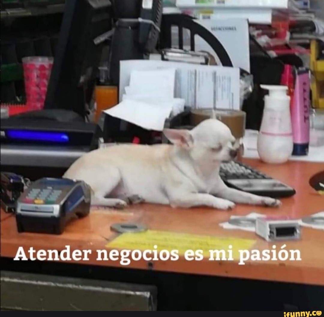 Negocios memes. Best Collection of funny Negocios pictures on iFunny