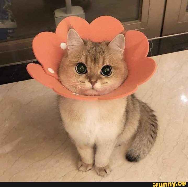 Catflower memes. Best Collection of funny Catflower pictures on iFunny