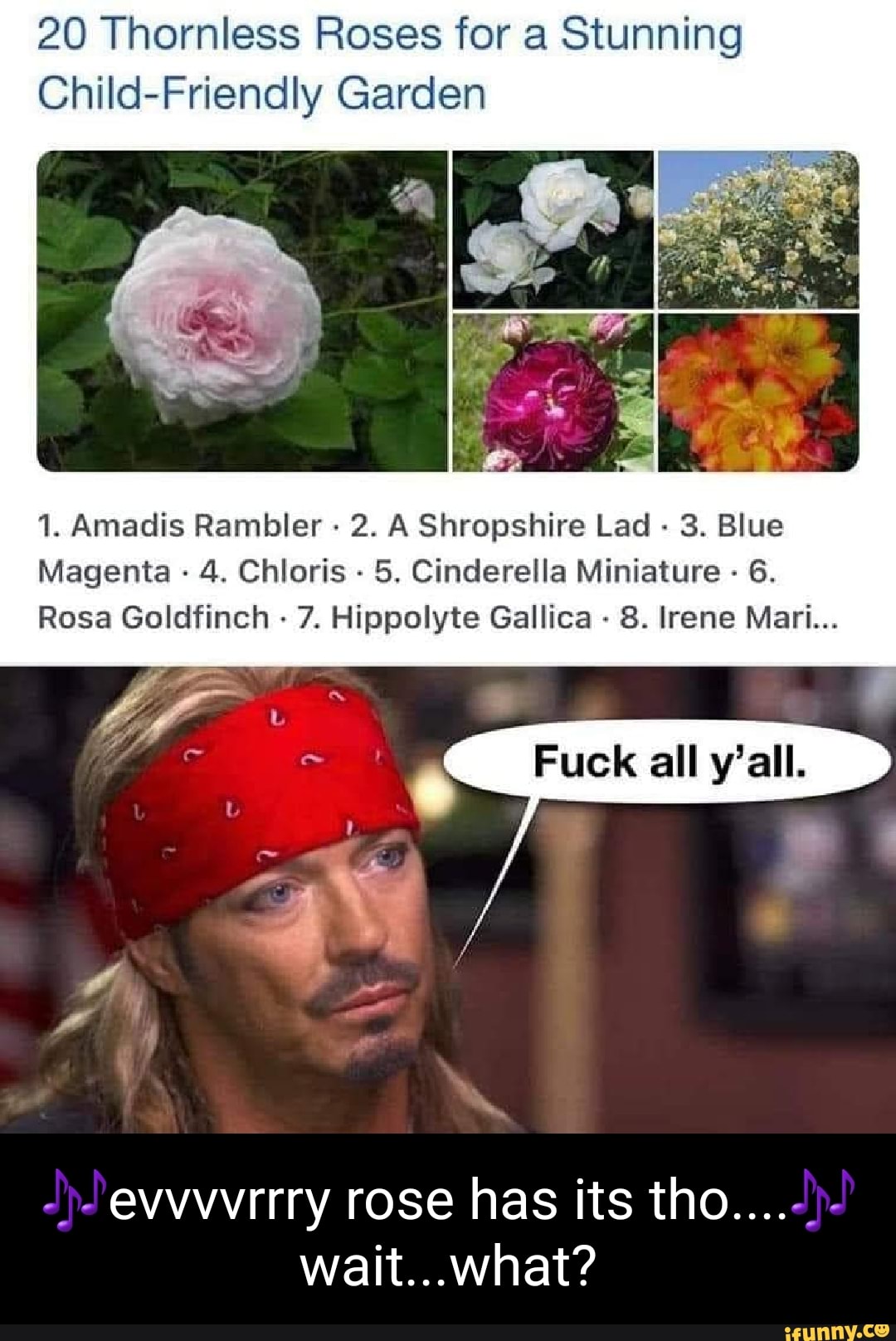 20 Thornless Roses for a Stunning Child-Friendly Garden 1. Amadis ...